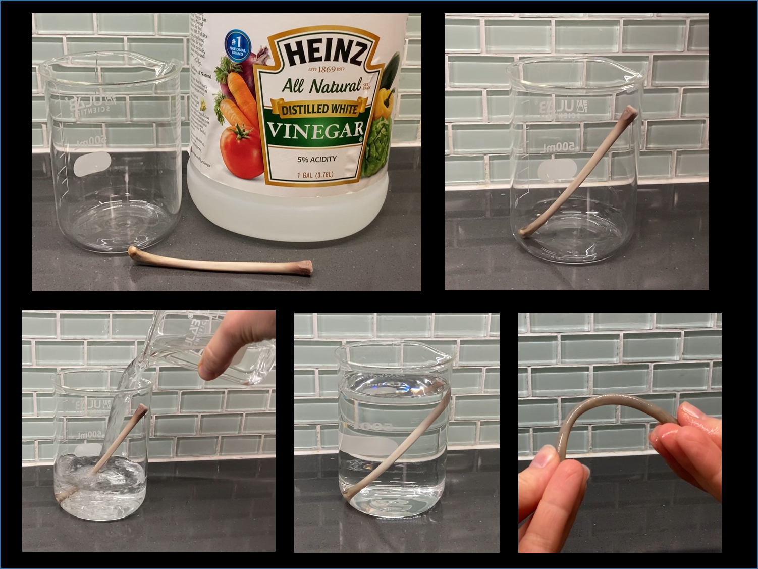 Brackium Emendo – Chemical Reaction to Make Bendy Bones – Science for ...